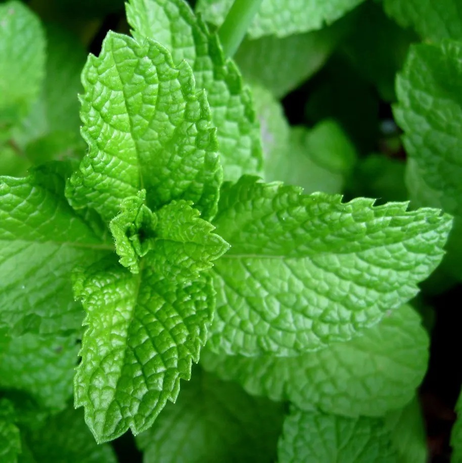 Menta Spicata (yerba Buena) Organica x 50gr - Ayni Cocina
